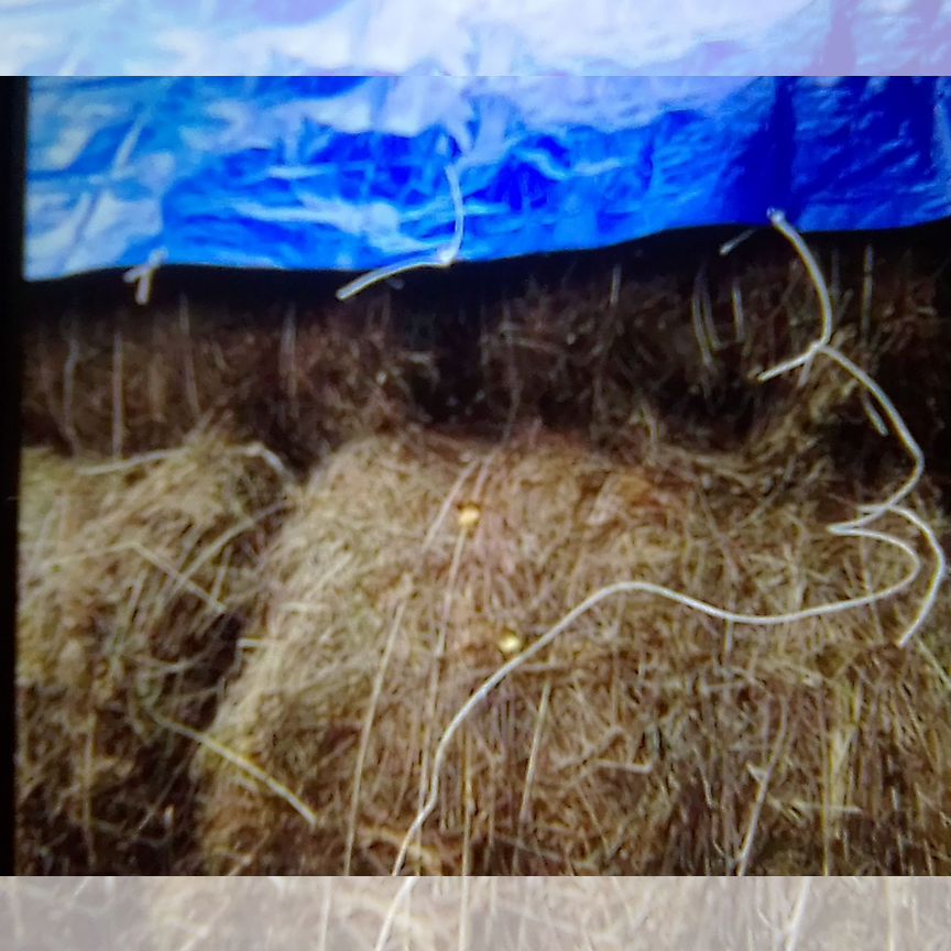 Продам сено в рулонах