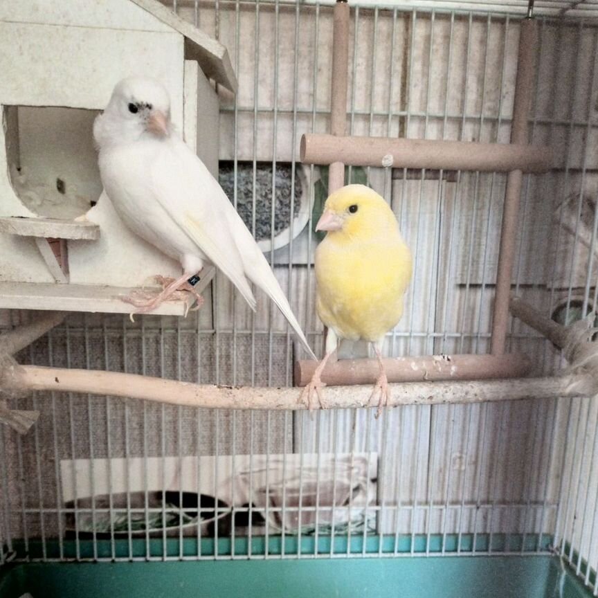 Пара канареек отдам бесплатно