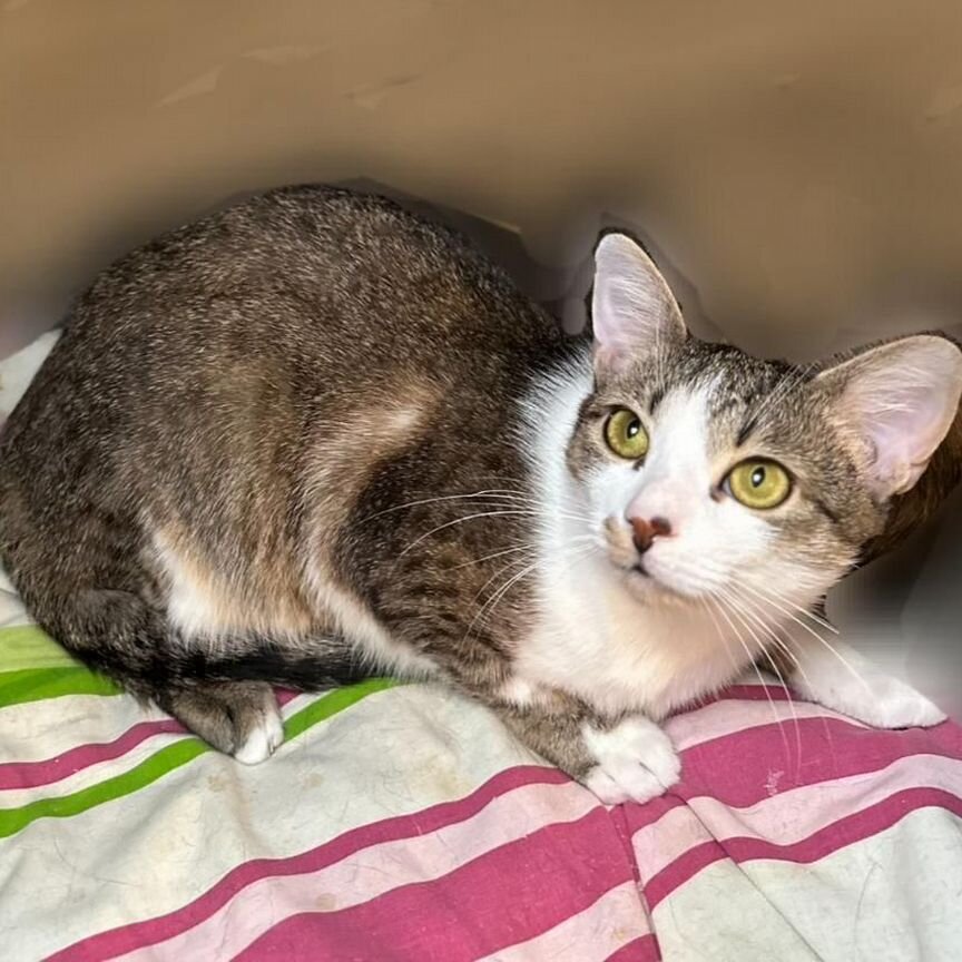 Котик Джерри ищет дом