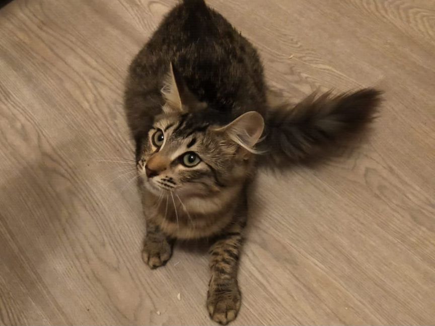 Кошка в добрые руки