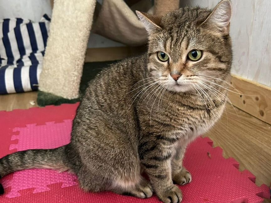 Кошечка Лаура в добрые руки