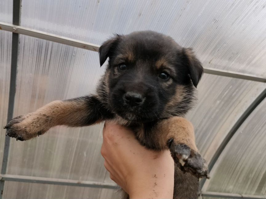 Щенки сербернара в смеси с овчаркой