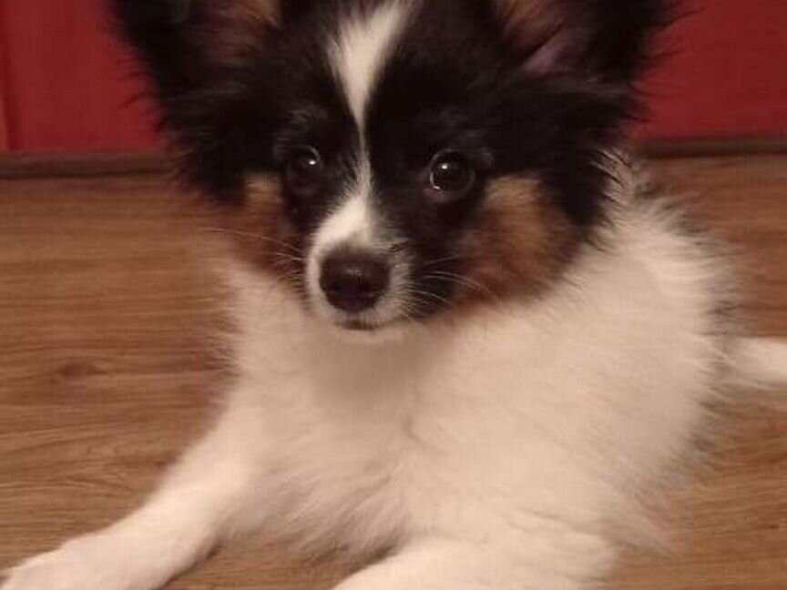 Щенок папийона (мальчик)