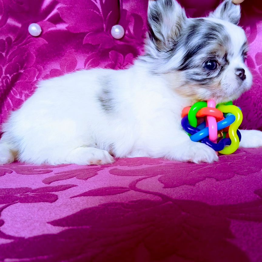 Чихуахуа, щенок