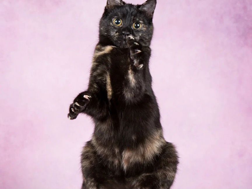 Котенок в добрые руки