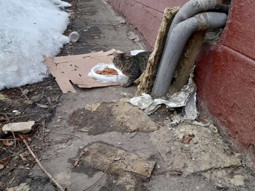 Бездомный котёнок в добрые руки