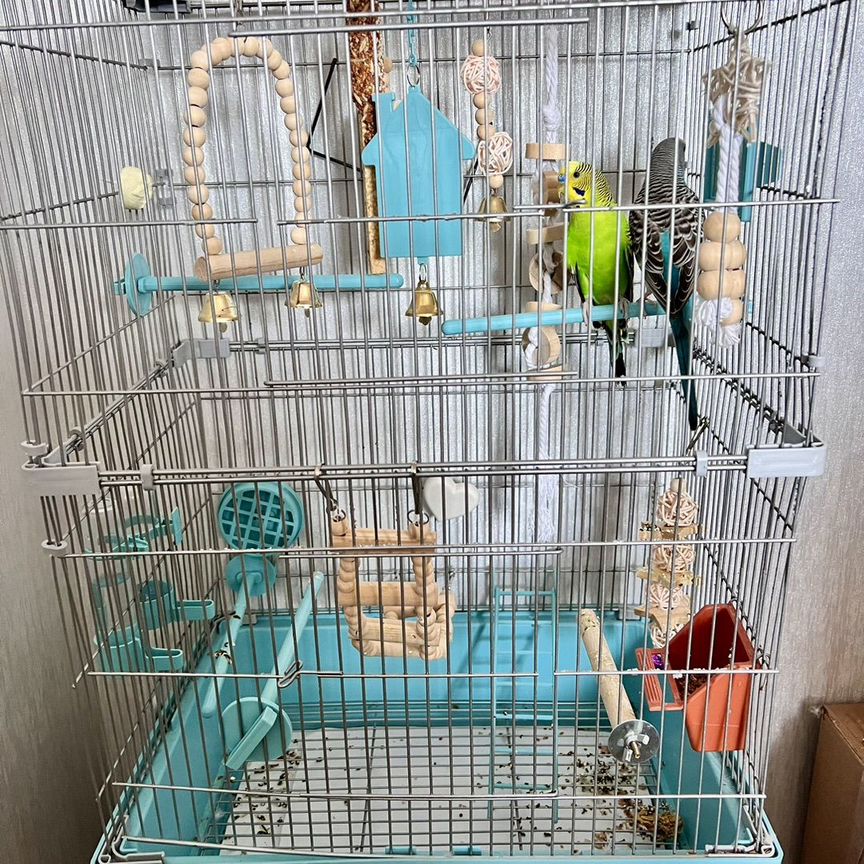 Попугаи, две пары с клетками