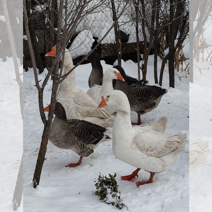 Гуси Линда и Серый уральский