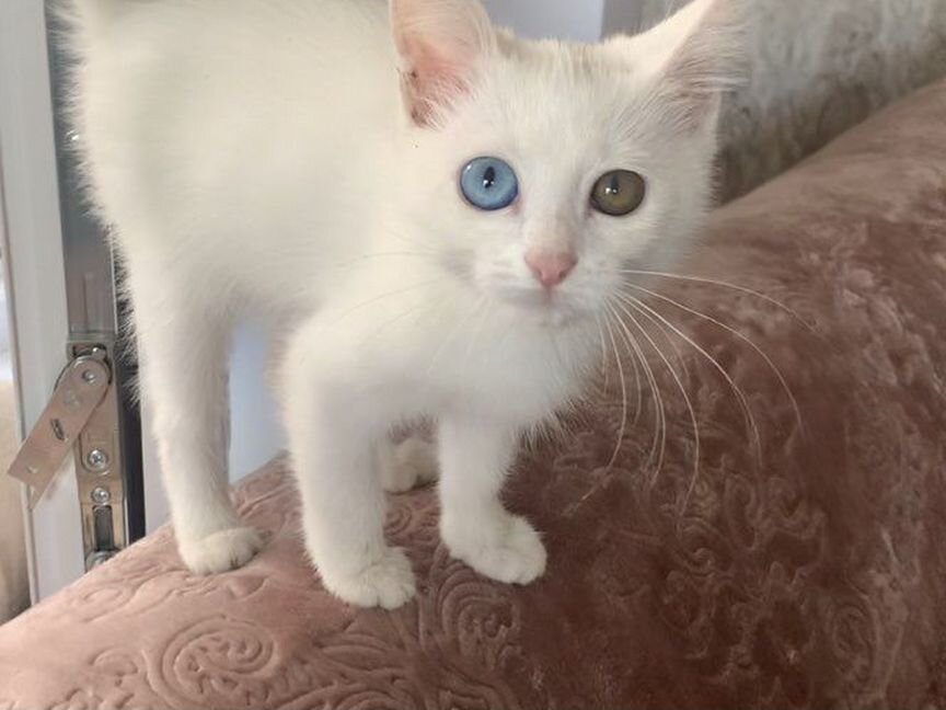 Котенок