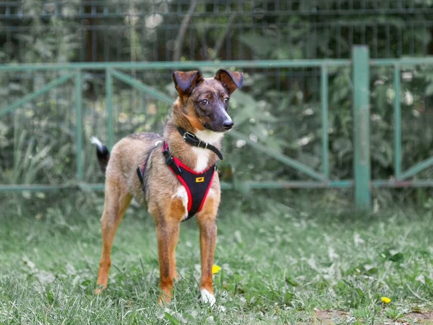 Собака Поночка хочет быть любимой. В добрые руки