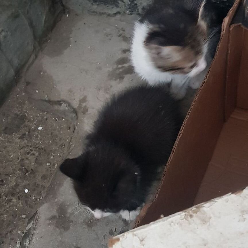 Котята в добрые руки