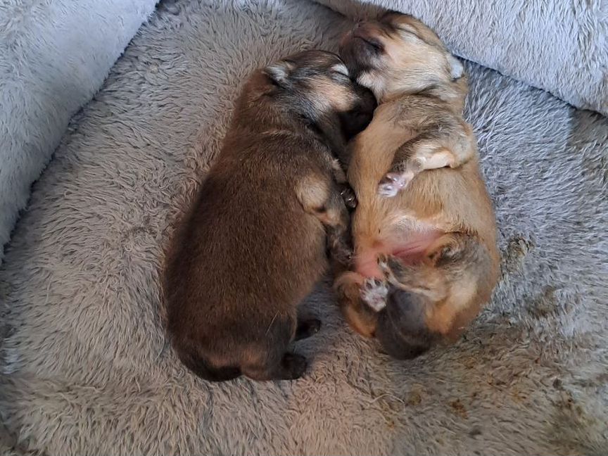 Щенки шпица