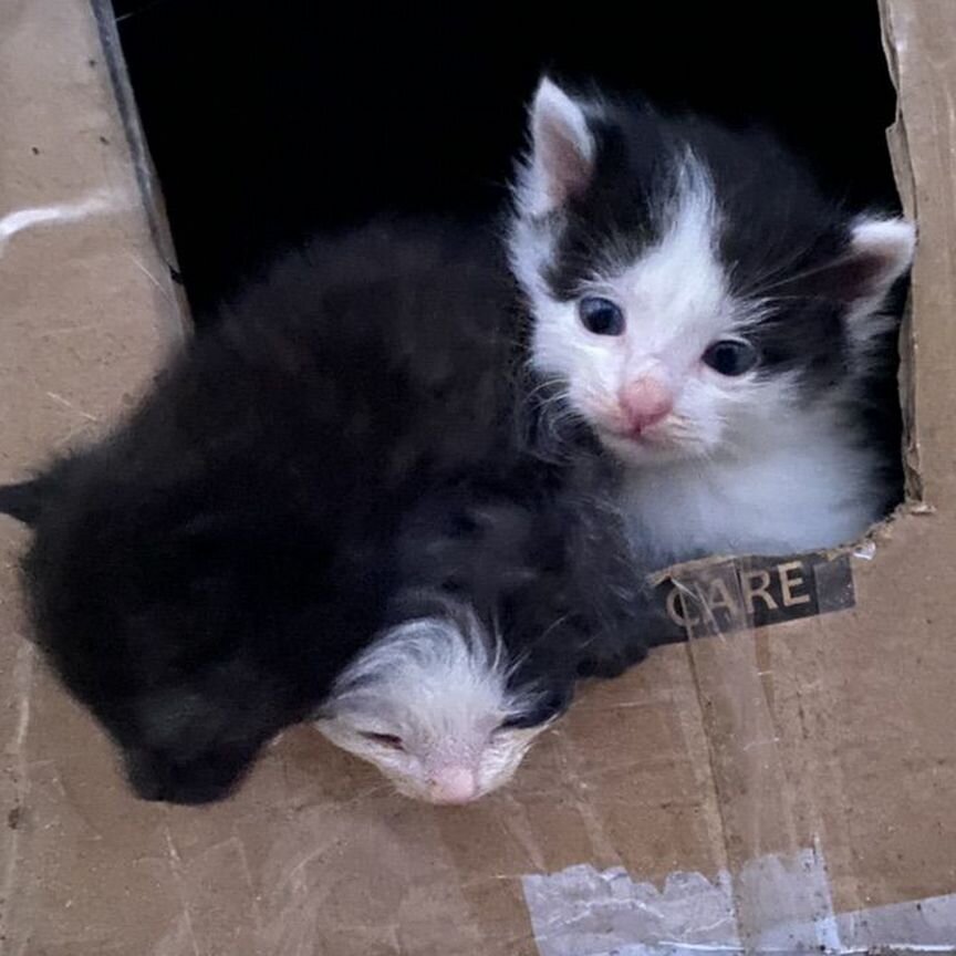 Котята в добрые руки