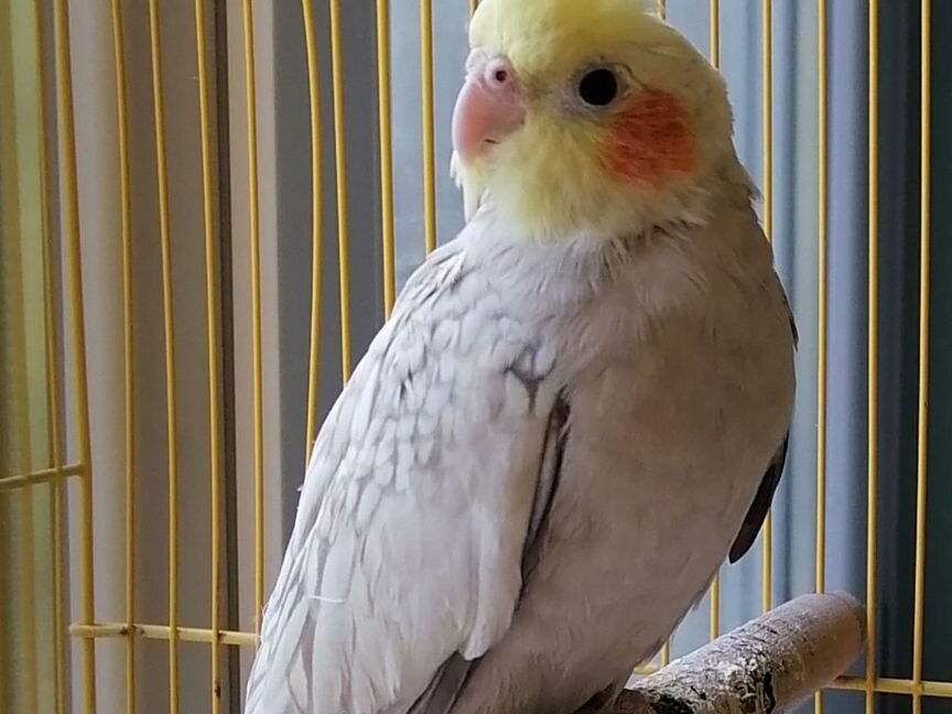 Попугай Карела продам