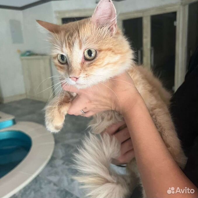Молодая кошечка Элис