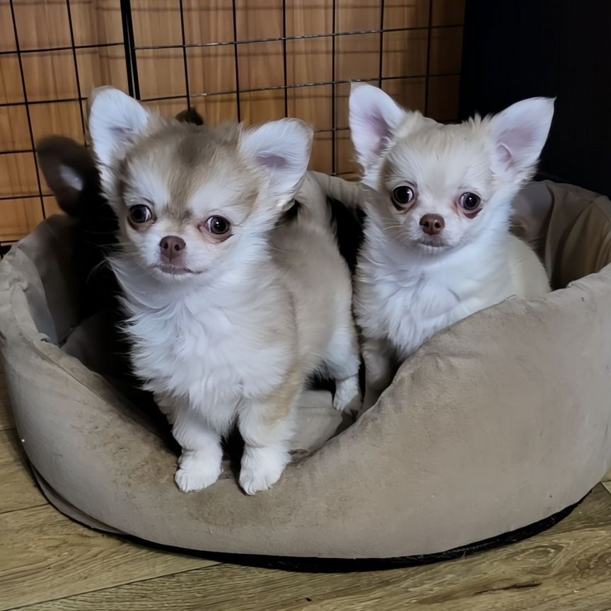 Чихуахуа, щенок