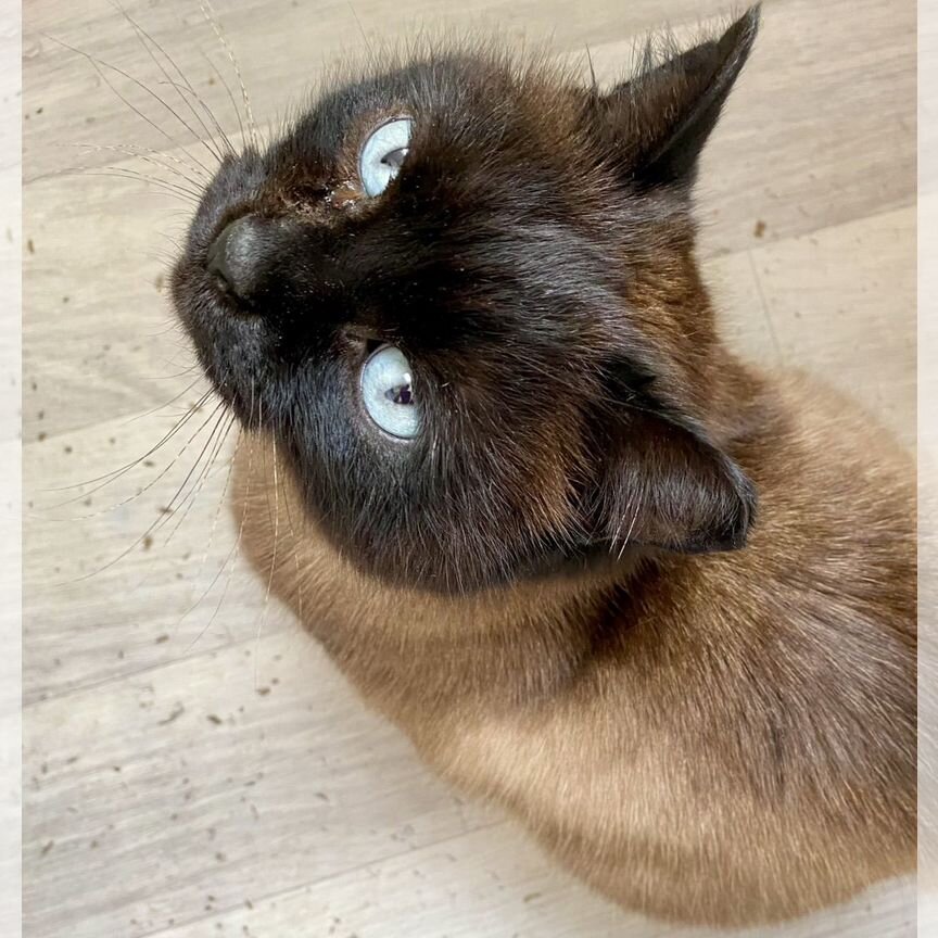 Взрослый кот в добрые руки