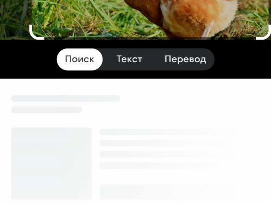 Курицы несушки