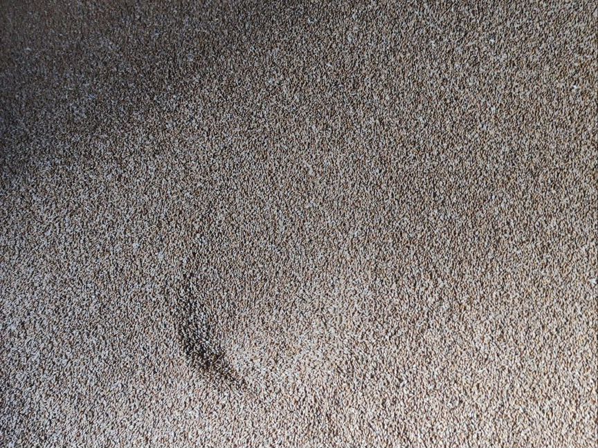 Продам пшеницу семенную