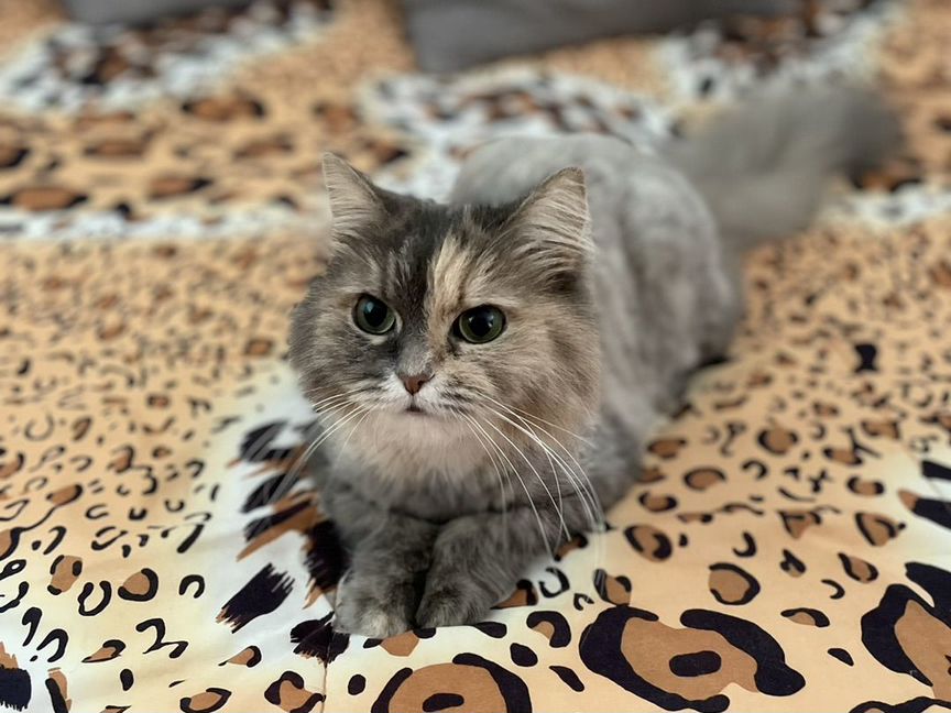 Взрослая кошка в добрые руки