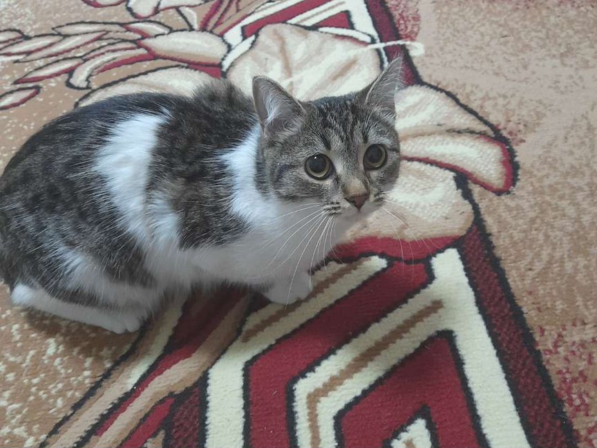 Отдам кошкув добрые руки