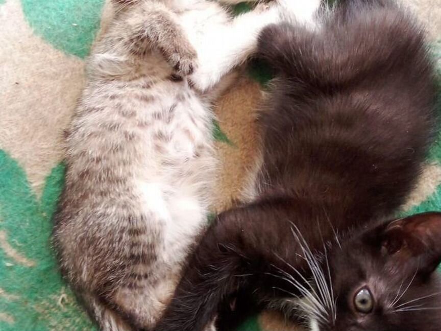 2 котенка братик и сестра ищут дом