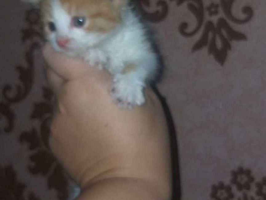 Котёночек Персик
