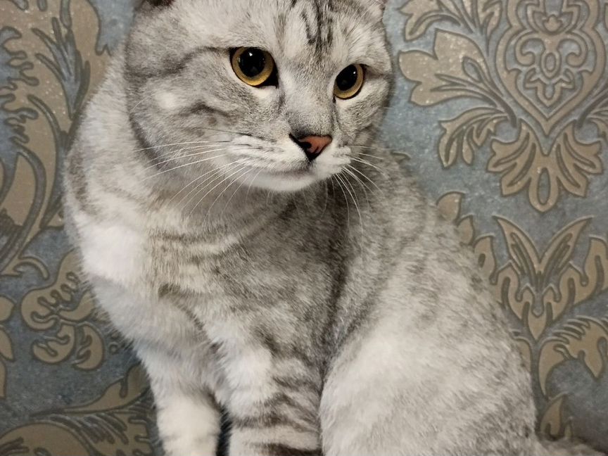 Британский кот, белый мрамор с грацией гепарда