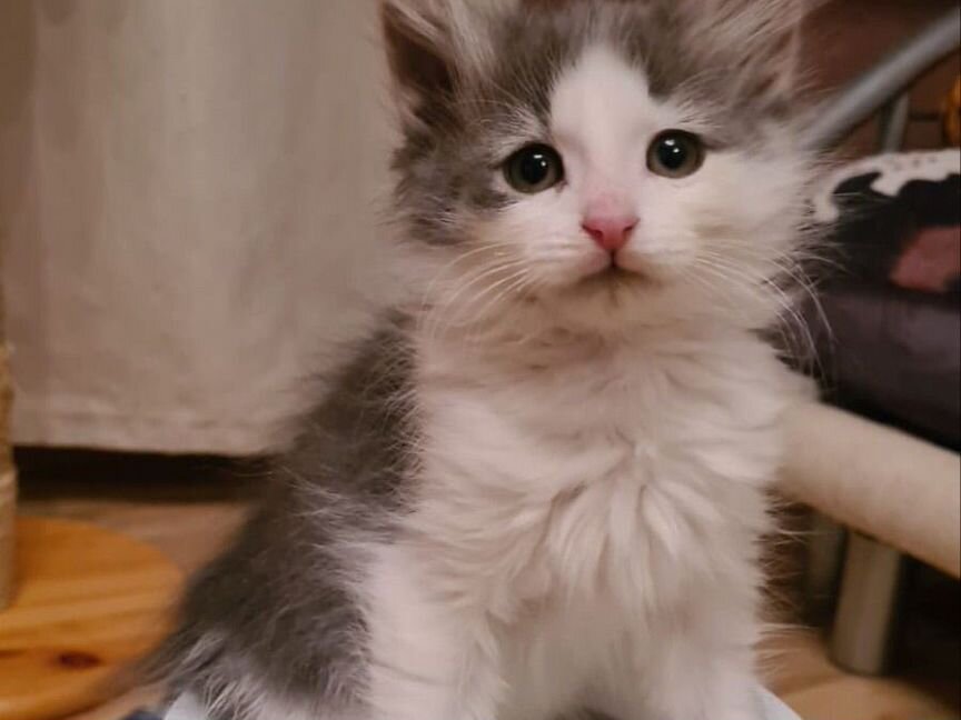 Очаровательный серо-белый котенок в добрые руки