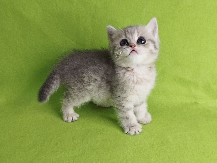 Шотландские котята от шикарных родителей