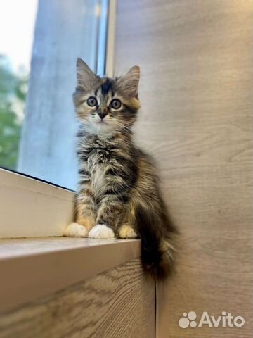 Сибирские кошечки