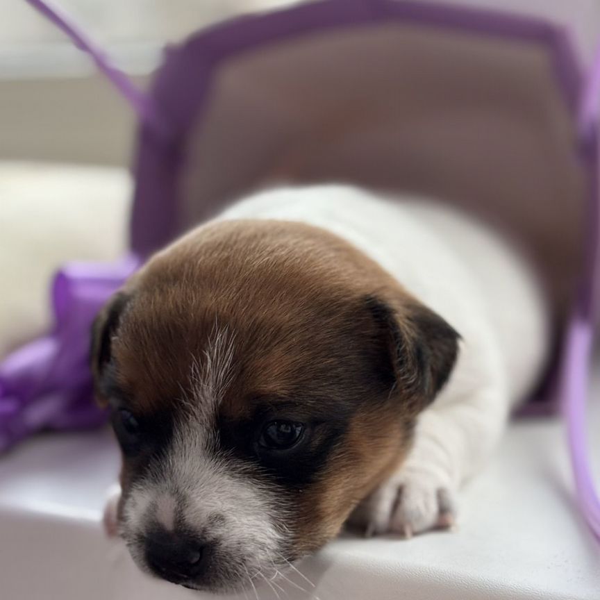 Джек-рассел-терьер, щенок