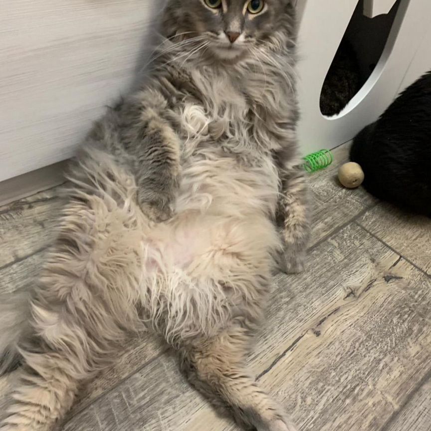 Серёженька в добрые руки