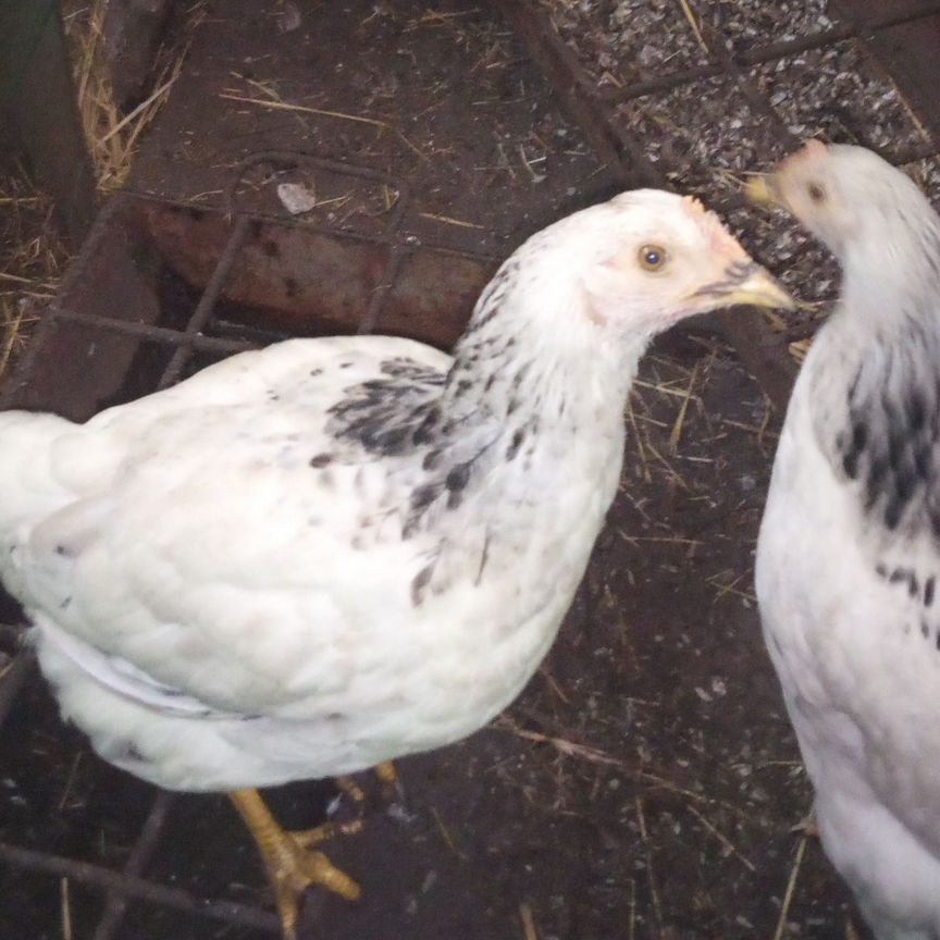 Курочки молодки