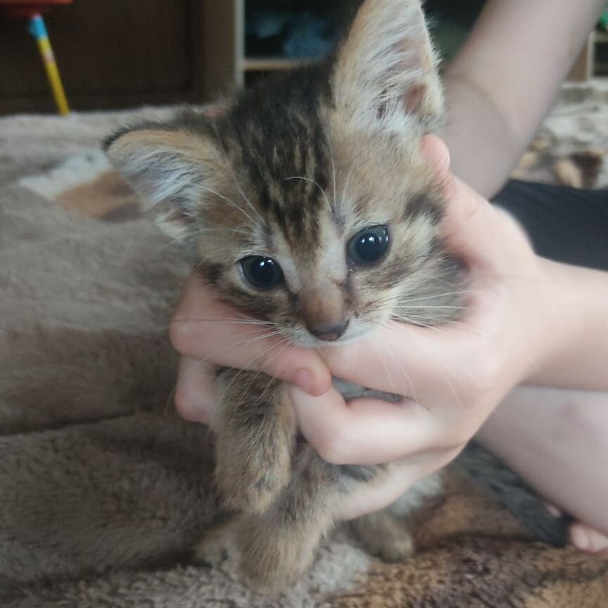 Котята в добрые руки бесплатно