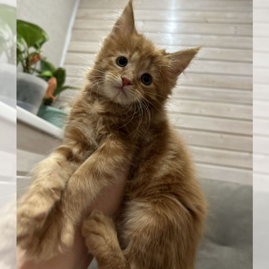 Мейн-кун котёнок