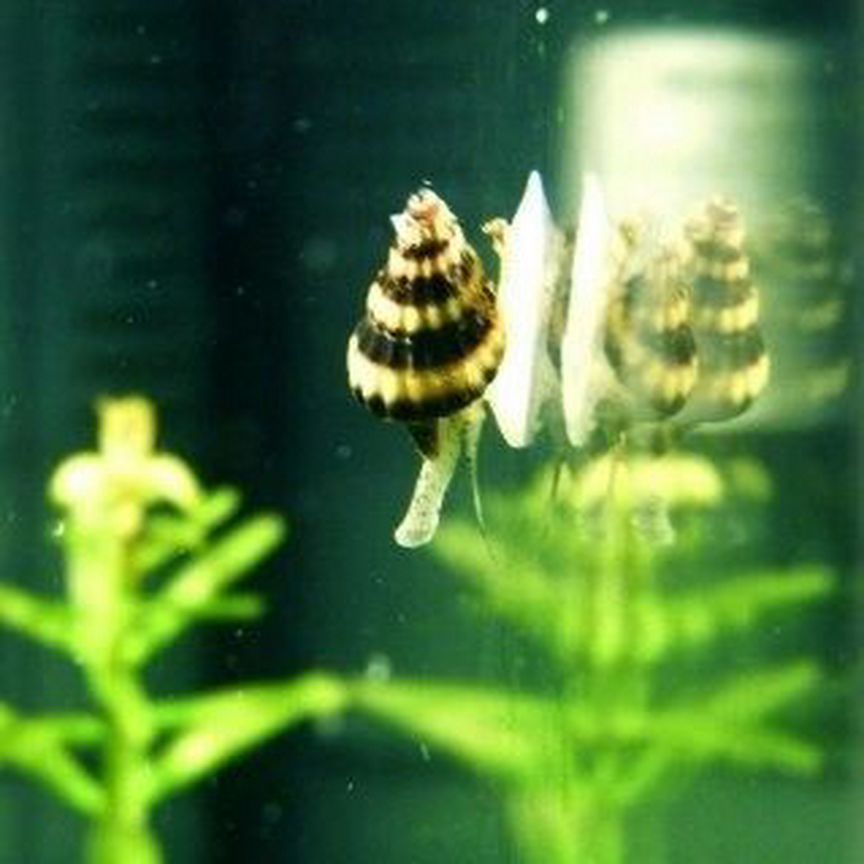 Улитка Хелена