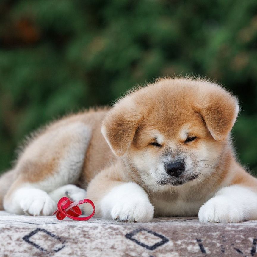 Щенки Акита ину