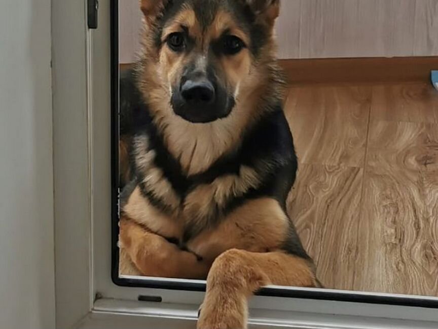 Щенок