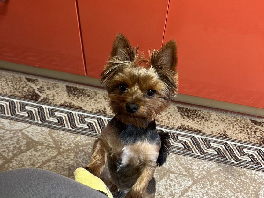 Вязка йорка