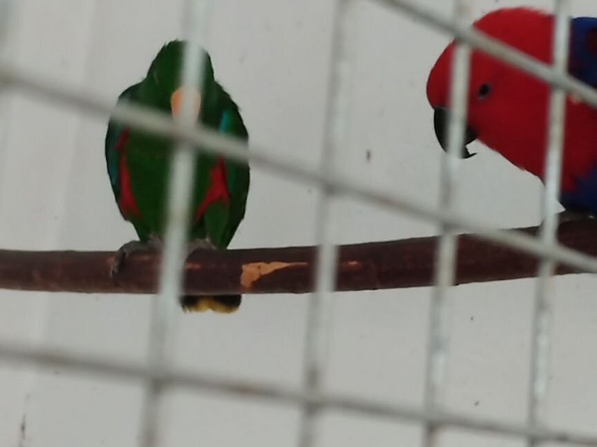 Благородный попугай