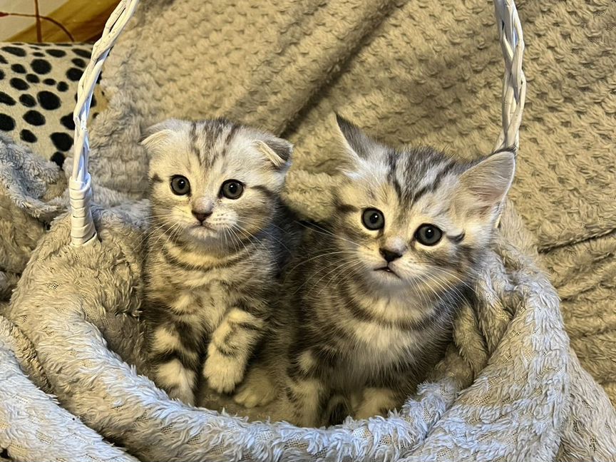 Шотландские котята