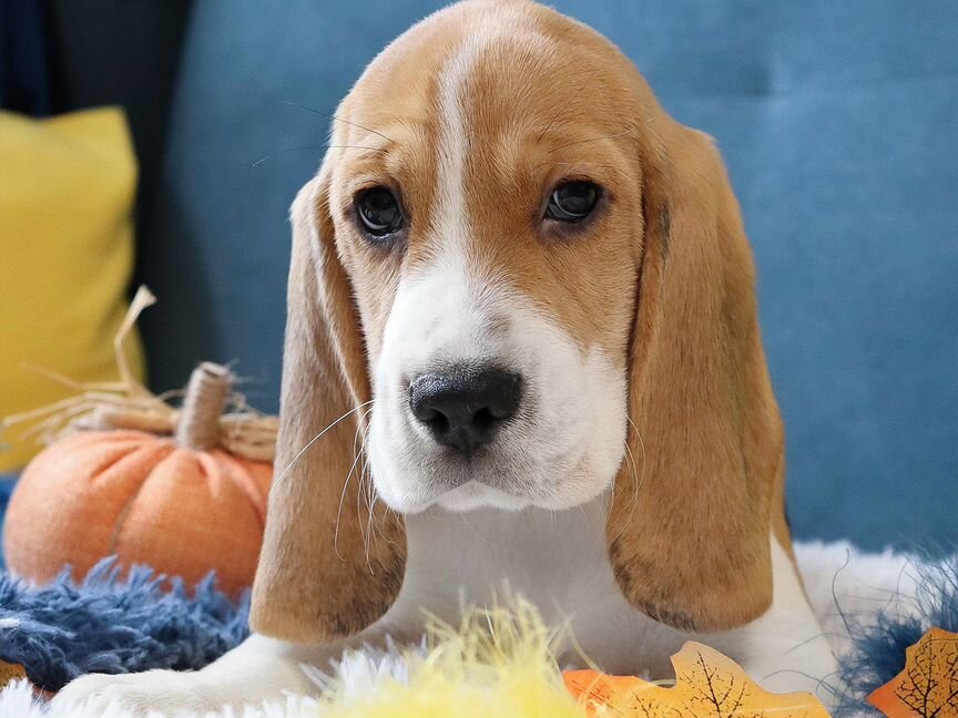 Бигль щенок мальчик