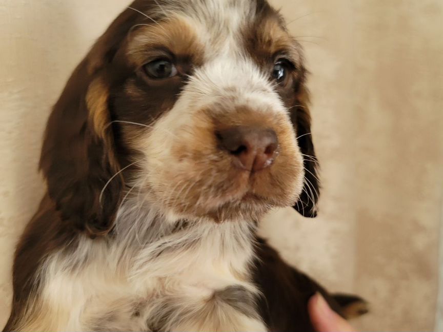 Русский охотничий спаниель щенки