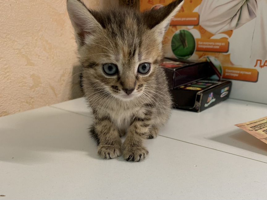 Котенок 1 мес с хвостиком девочка
