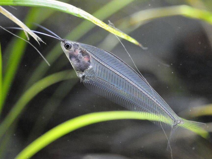 Стеклянный сом