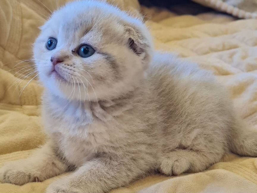 Шотландская