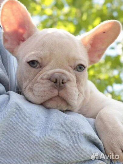 Платиновые ребята