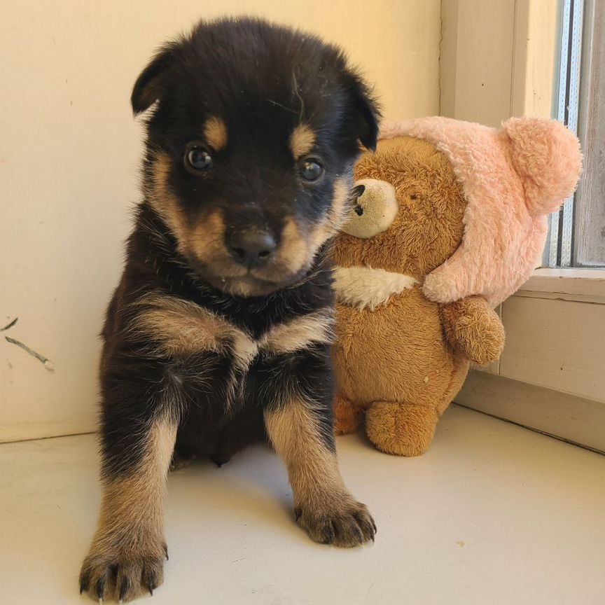 Щенок в добрые руки