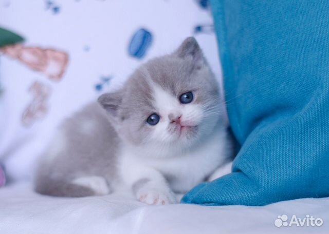Британский котик Энди
